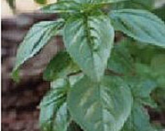 Red Rubin Basil Seeds, Herb, Heirloom, NON GMO, Country Creek Acres - Etsy