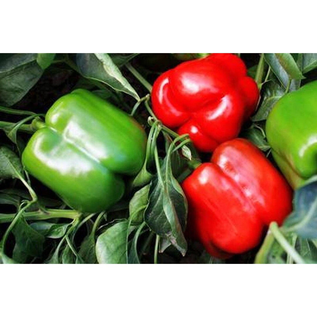 Majestic Red Hybrid F1 Bell Pepper Seeds - Etsy