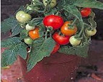 Micro Tom Tomato Seeds World's Smallest Tomato Plant - Etsy
