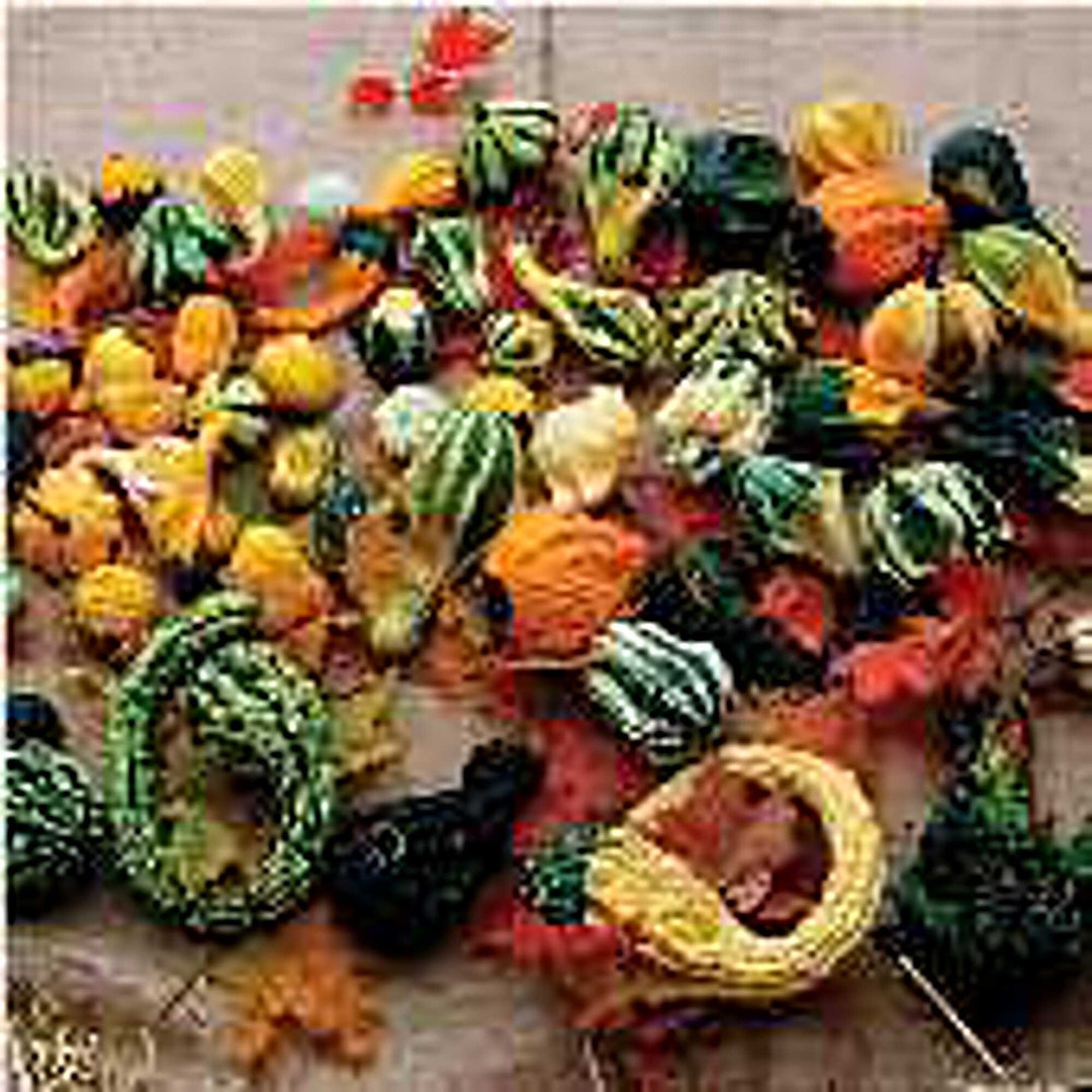 Autumn Wings Gourds large Seeds - Etsy