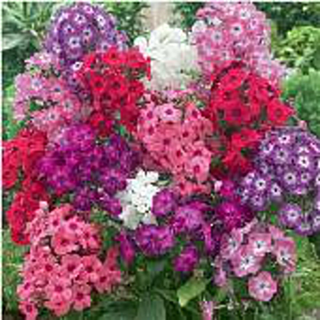 Phlox Flowers annual Dwarf Mixed Seeds - Etsy