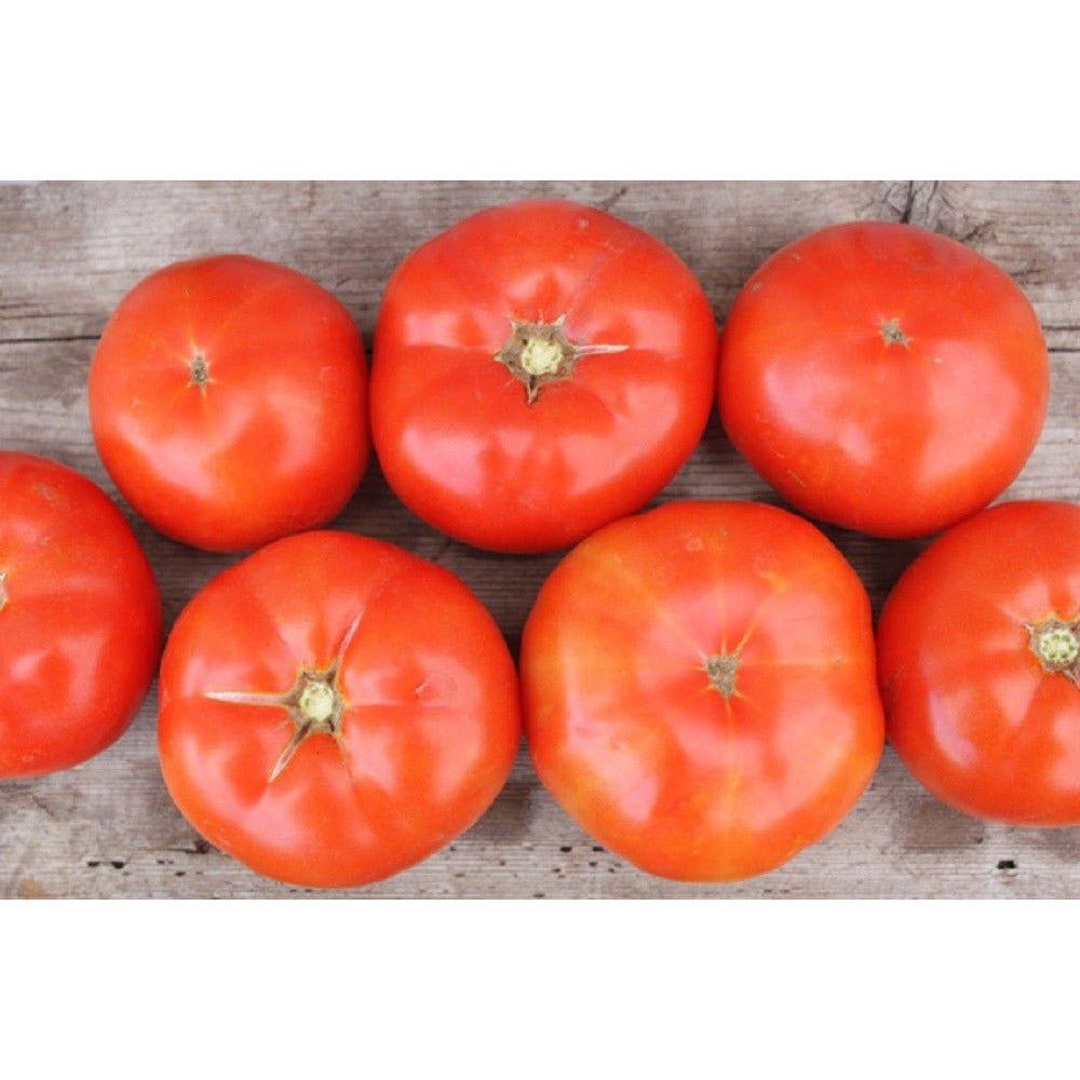 Trophy Tomato Seeds - Etsy