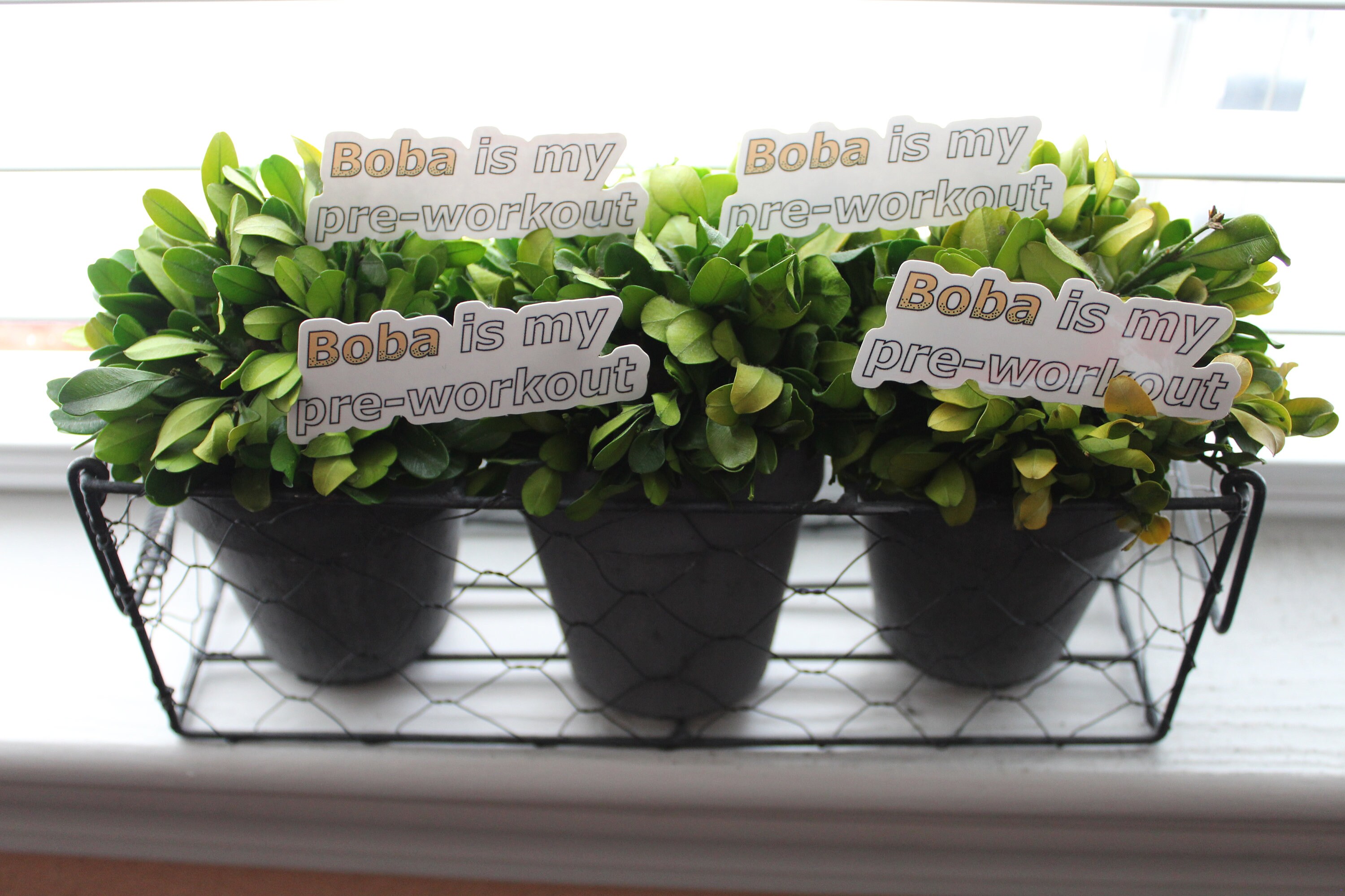 Boba is My Pre-workout | Etsy