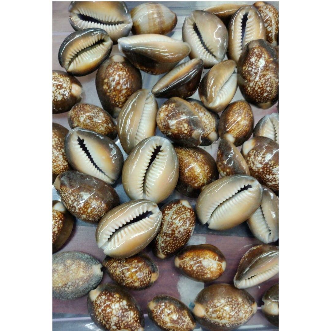 Buy Serpent Head Cowrie Seashells Snakehead Cowry Cypraea ...