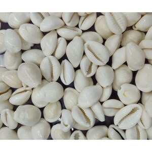 White Cowrie Cypraea Annulus White Cowry Shells Cowrie Sea - Etsy