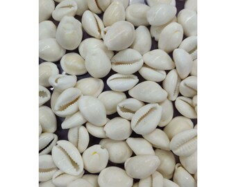 Cypraea Annulus White Cowry Shells Cowrie Sea Shells Crafting Shells ...