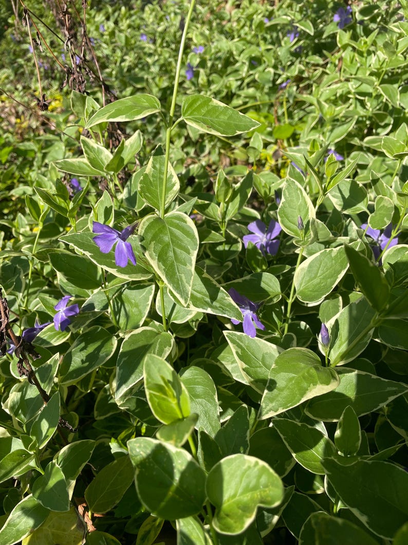 Vinca Major "variegata" Variegated Big Leaf Periwinkle - Etsy