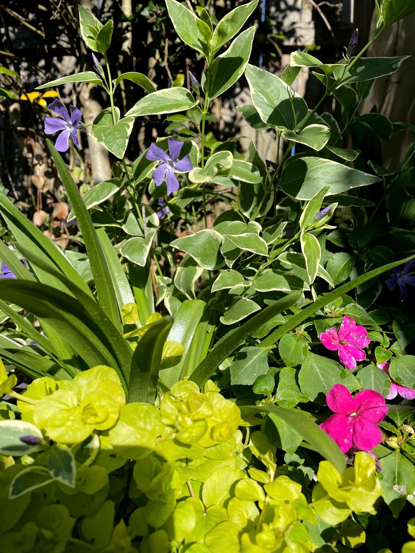 Vinca Major "variegata" Variegated Big Leaf Periwinkle - Etsy