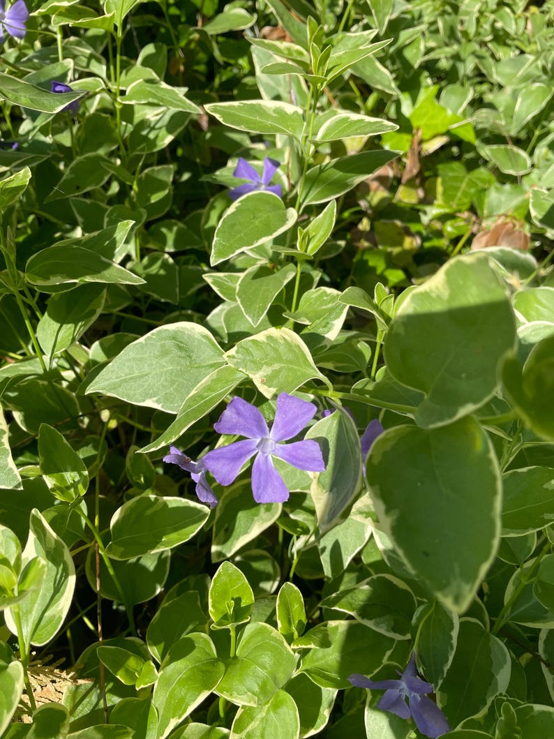 Vinca Major "variegata" Variegated Big Leaf Periwinkle - Etsy