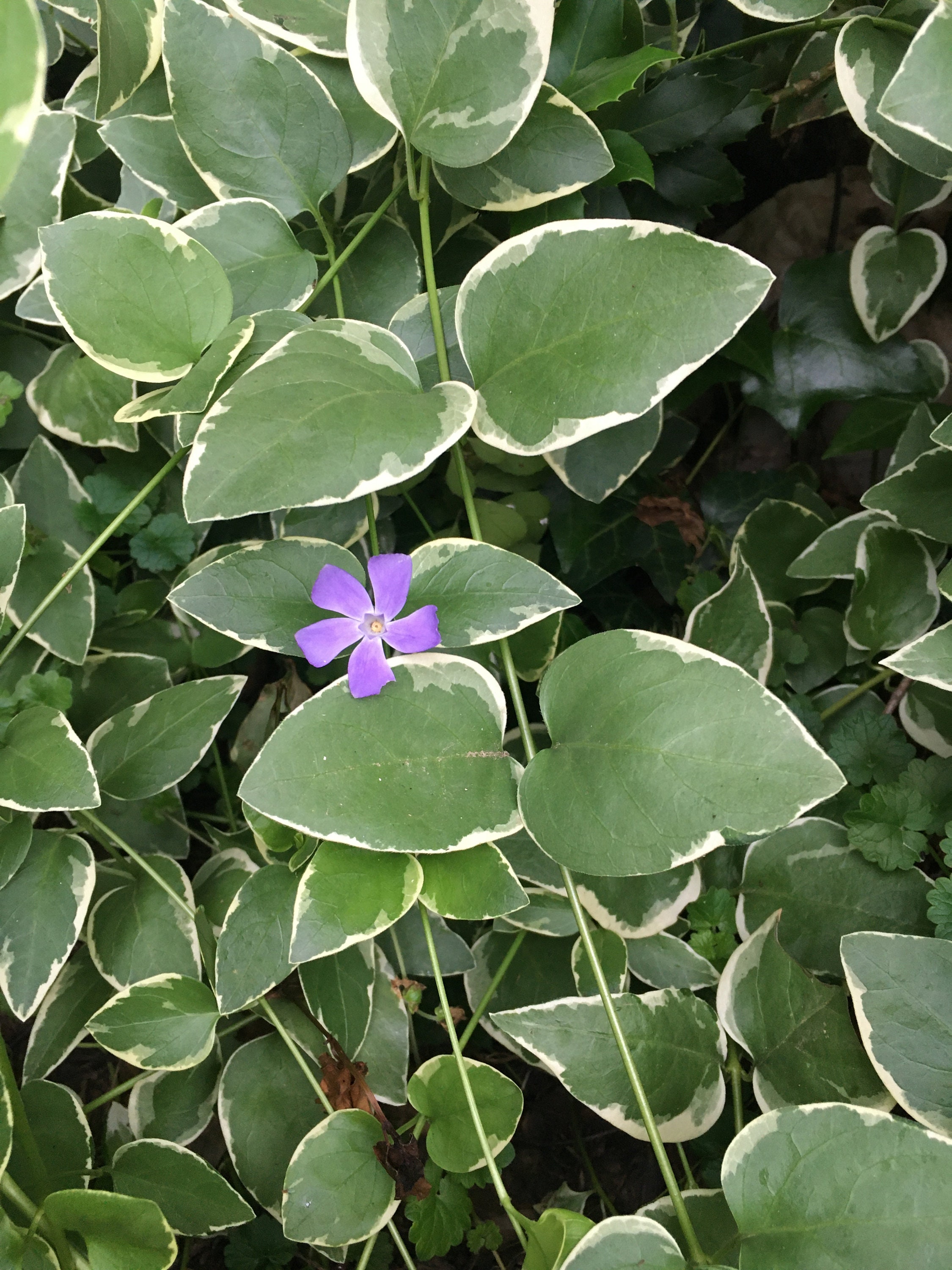 Vinca Major "variegata" Variegated Big Leaf Periwinkle - Etsy