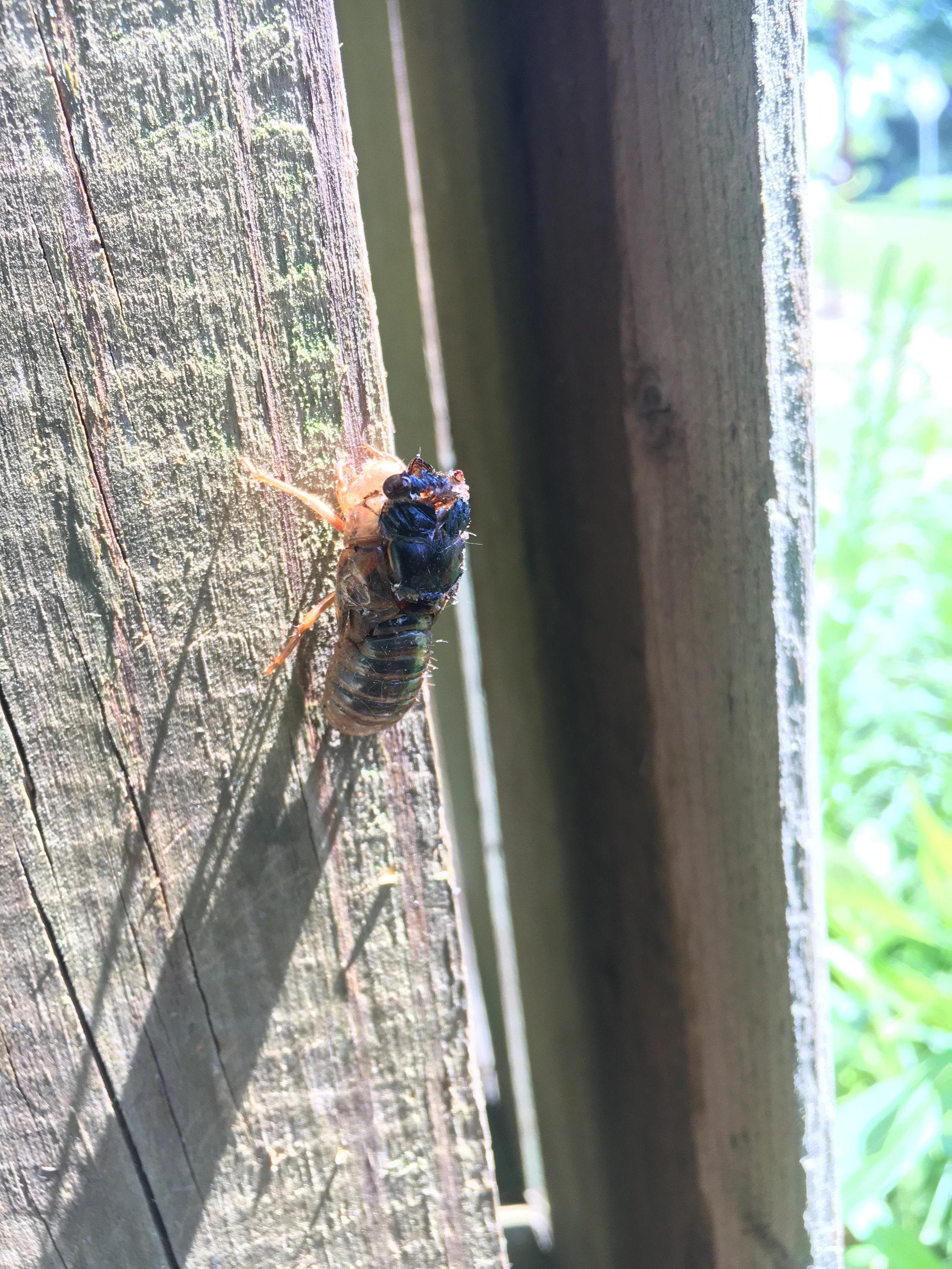 Cicada Shells | Etsy