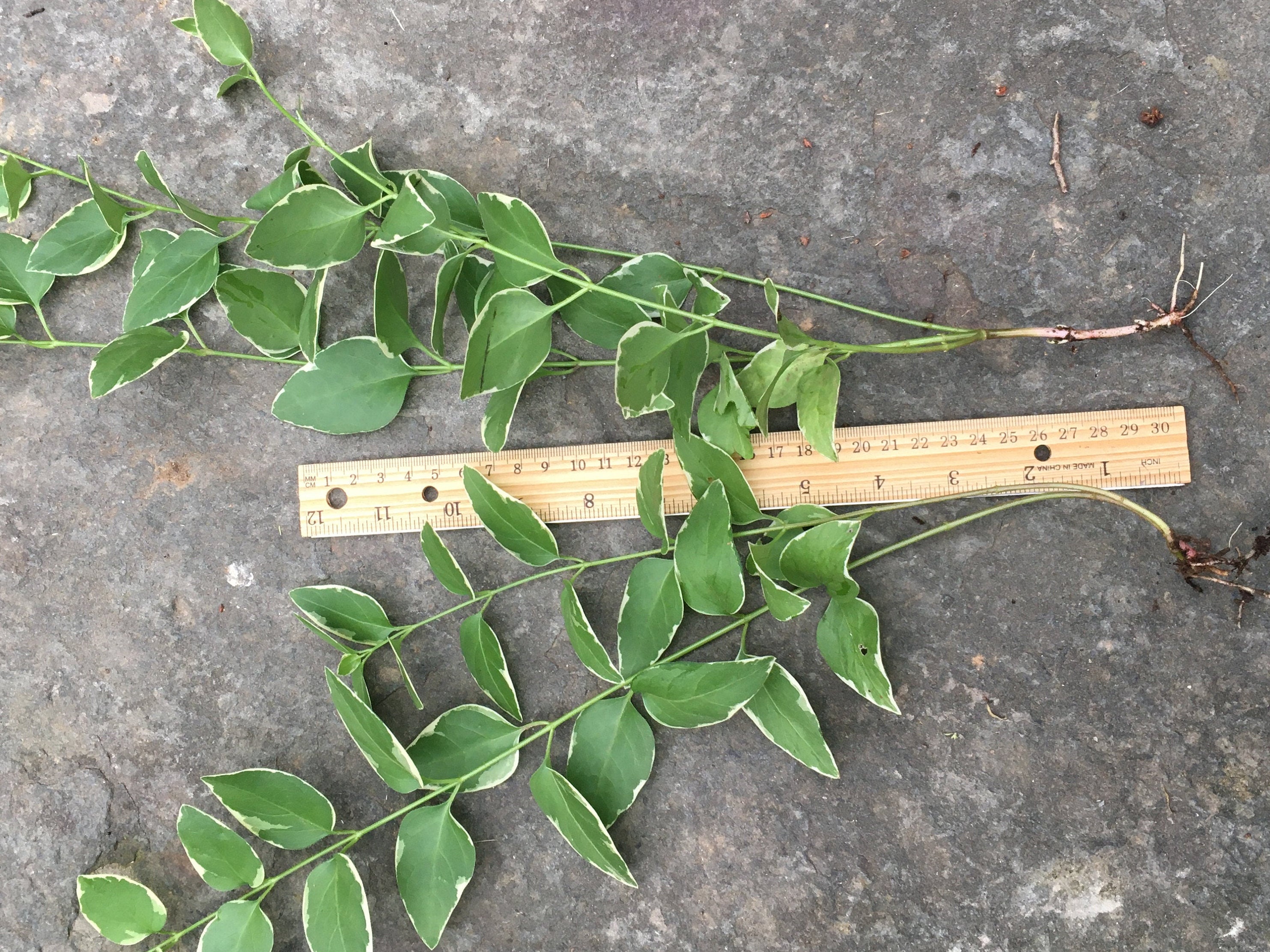 Vinca Major "variegata" Variegated Big Leaf Periwinkle - Etsy