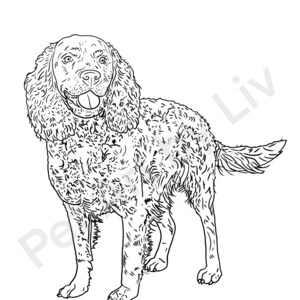 springer spanial coloring pages