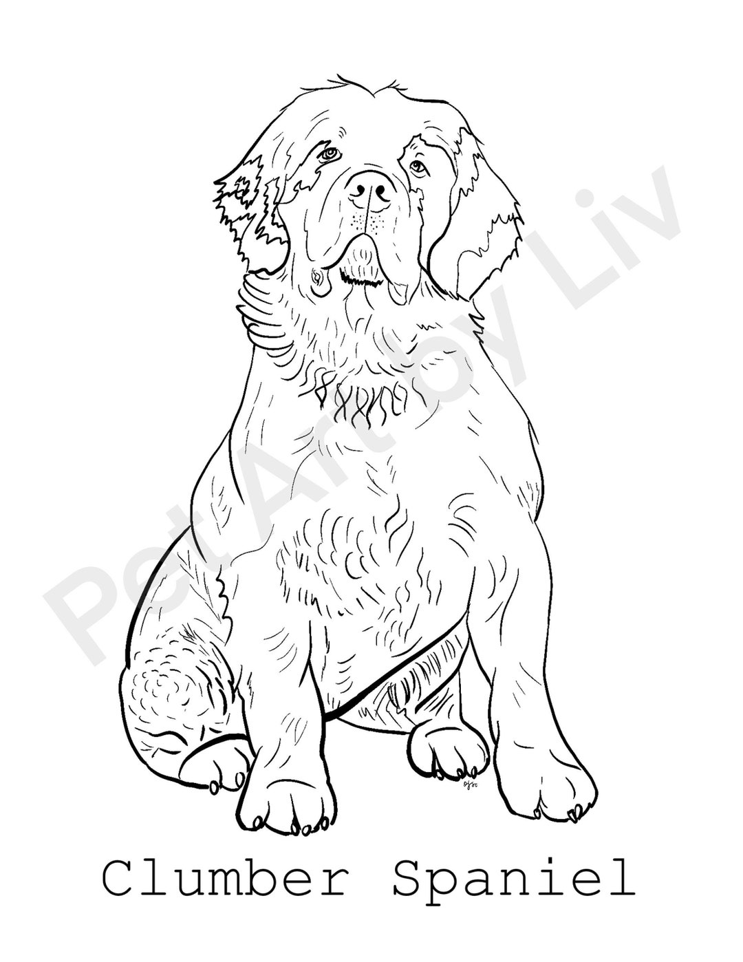 Clumber Spaniel Coloring Page - Etsy