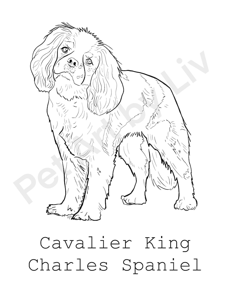 Cavalier King Charles Spaniel Coloring Page - Etsy