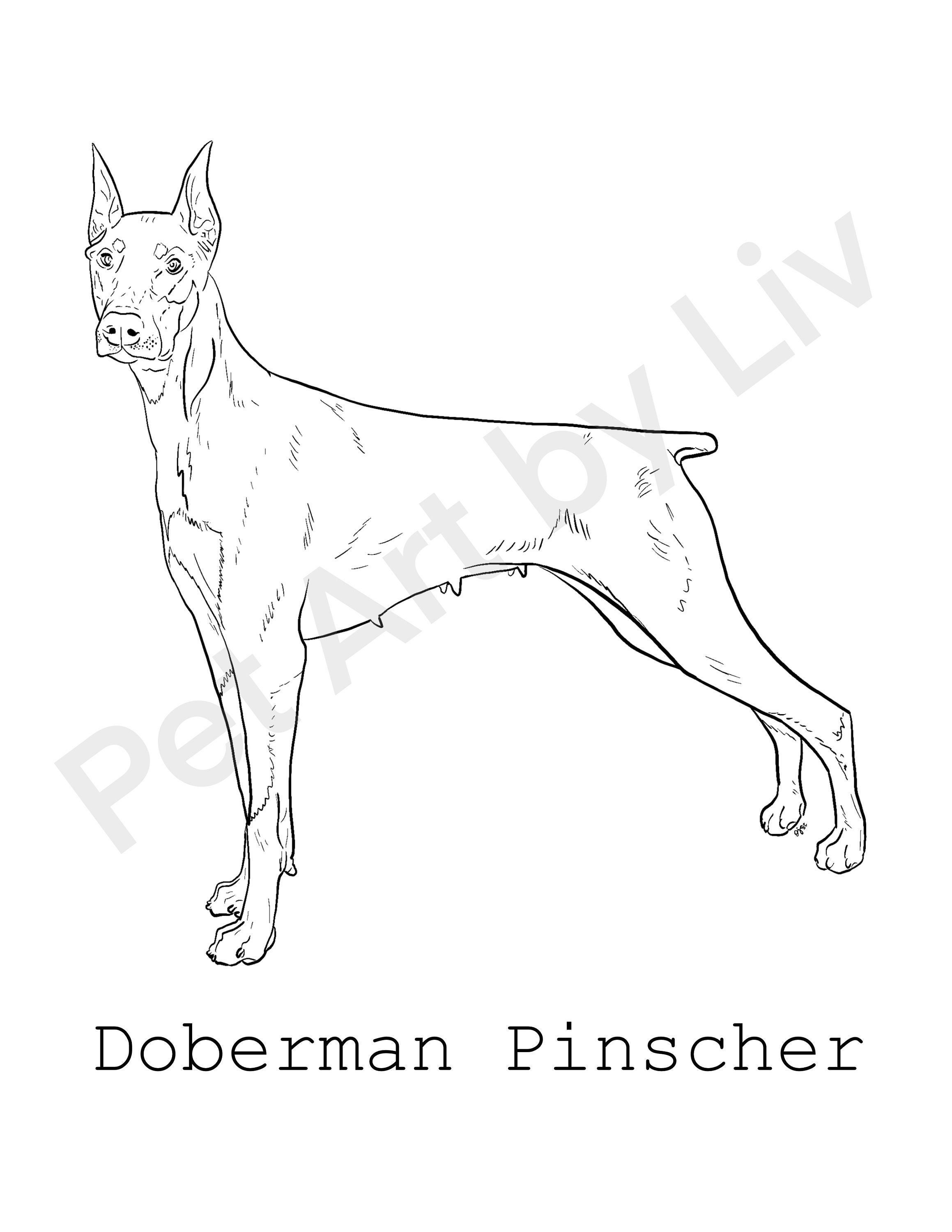 Doberman Pinscher Coloring Page - Etsy