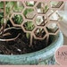 Butterfly Trellis Plant Stake Svg, Boho Plant Trellis, Houseplant ...