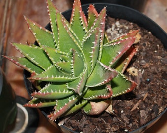 Gold Tooth Aloe Aloe Nobilis Cactus Succulent Aloe Live - Etsy