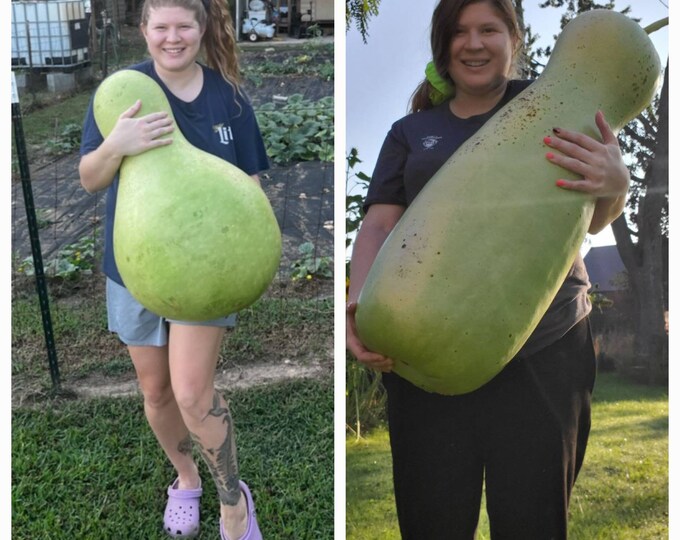 Giant Gourds Two Seed Packs- 6 African Wine Bottle Gourd Seeds - 10 ...