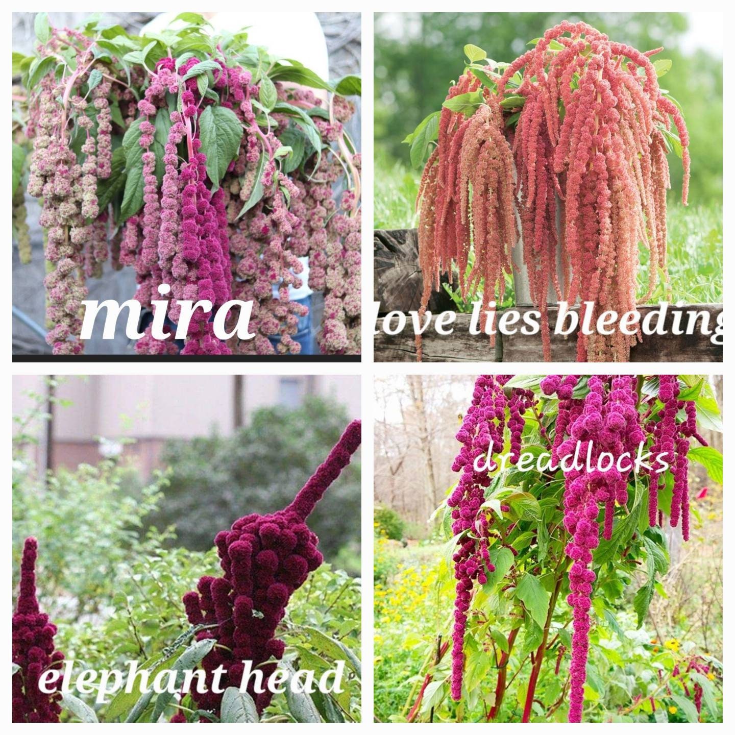 Amaranth Seeds Mira, Dreadlocks, Elephant Head, Love-lies Bleeding Seeds - Etsy