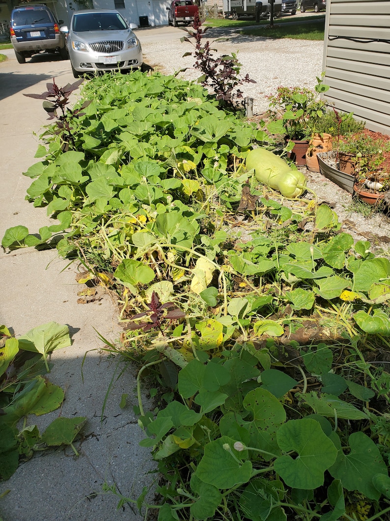 Zucca Melon -10 Seeds Giant Gourd - Etsy