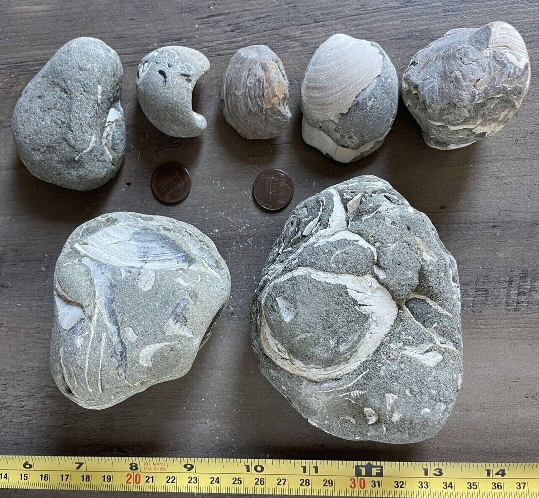 2+lb Dense Natural SEASHELL FOSSIL ROCK Bulk Lot Embedded Sea Shell ...