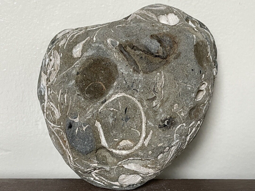 2+lb Dense Natural SEASHELL FOSSIL STONE Embedded Partial Sea Shell ...