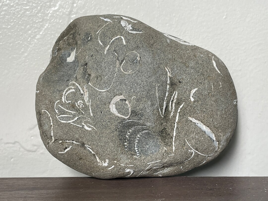 3 Lb Genuine Natural SEASHELL FOSSIL STONE Fossilized Sea Shell ...