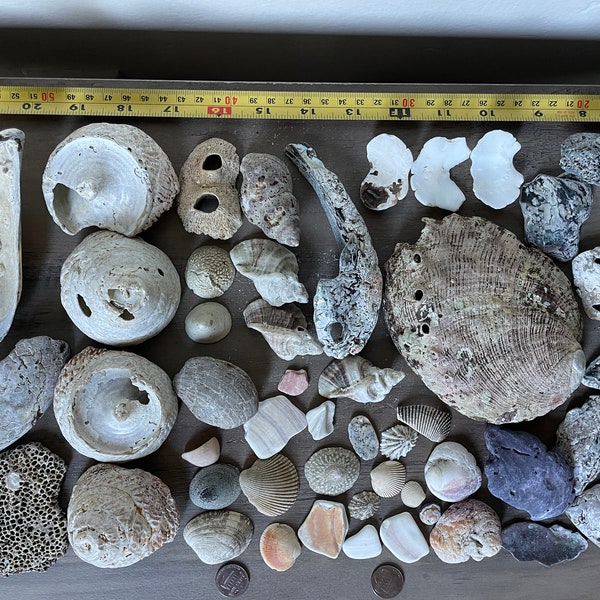 Seashell Collection - Etsy