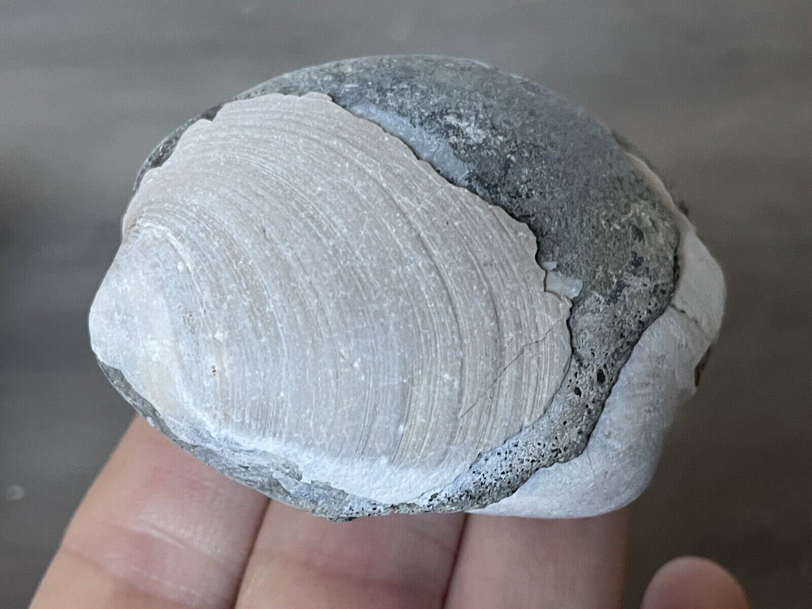 2+lb Dense Natural SEASHELL FOSSIL ROCK Bulk Lot Embedded Sea Shell ...