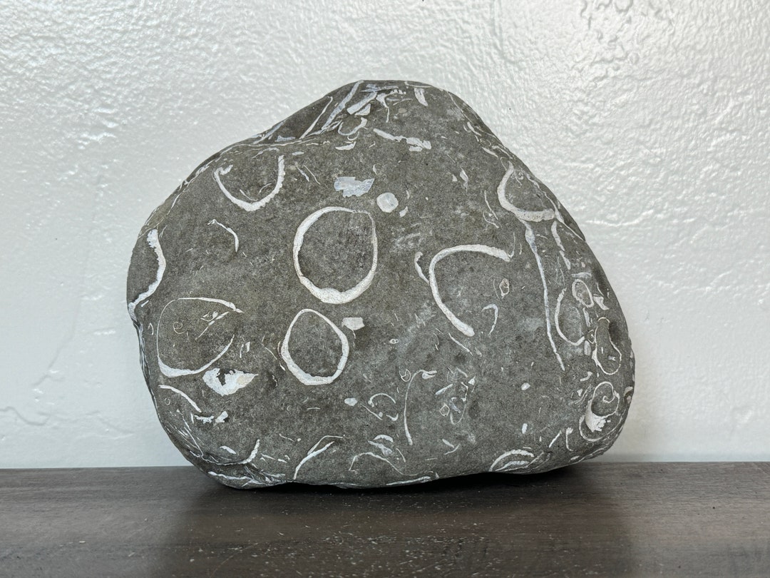 8 Lb Gigantic SEASHELL FOSSIL ROCK Embedded Sea Shell Remnant ...