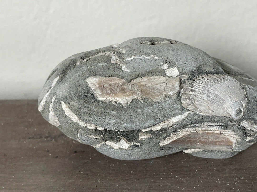 9.4 Oz Dense Natural SEASHELL FOSSIL ROCK Embedded Partial Sea - Etsy