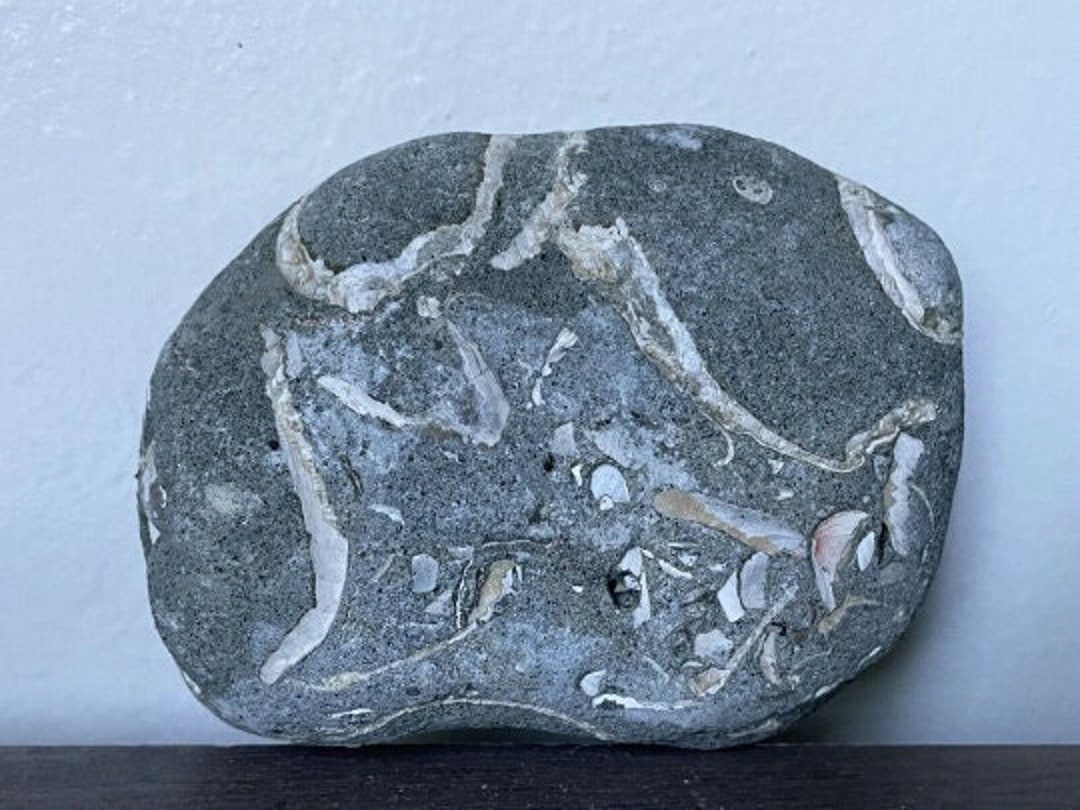 1+lb Dense Natural SEASHELL FOSSIL ROCK Embedded Partial Sea Shell ...