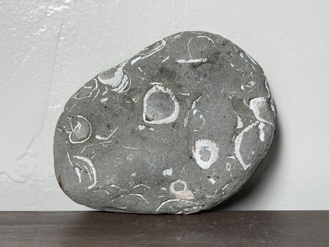 2 Lb Dense Natural SEASHELL FOSSIL STONE Embedded Partial Sea Shell ...