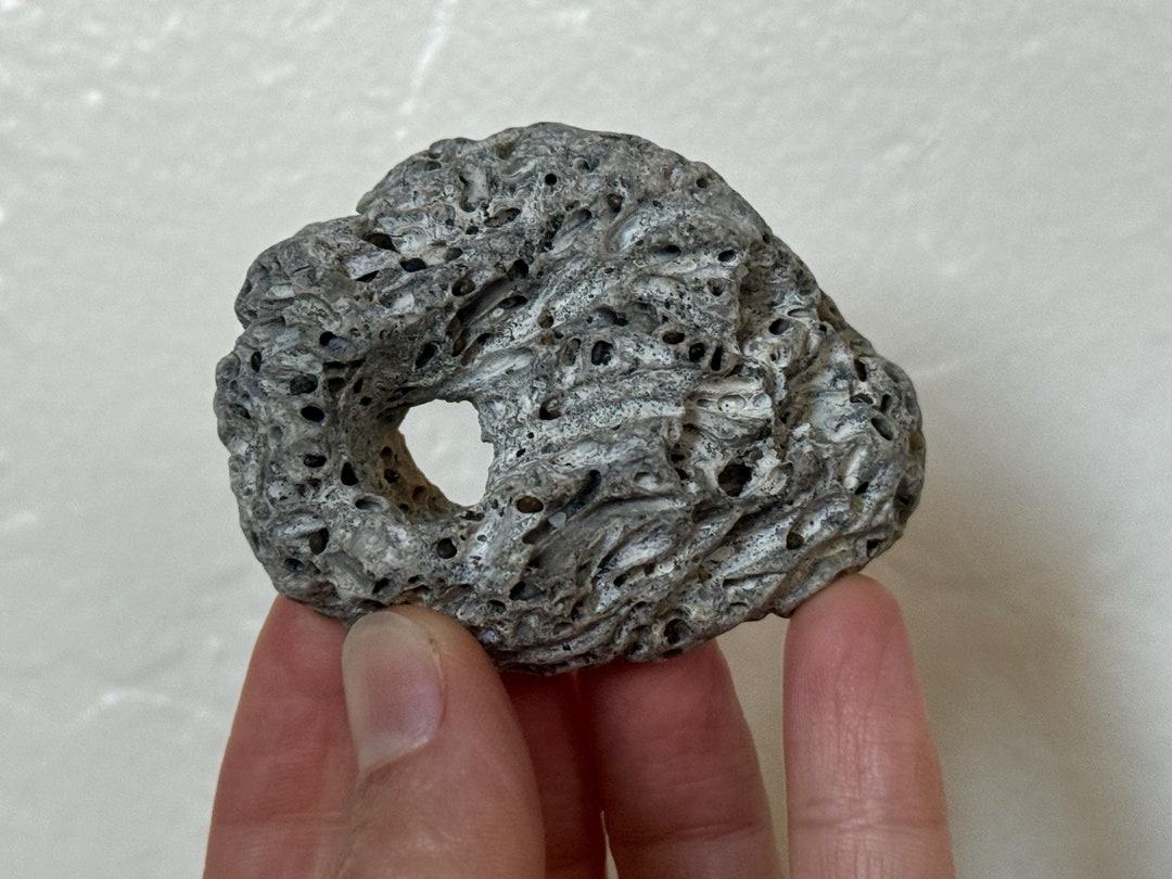 2 Oz Beautiful Pacific FISSION SEAWORM COLONY Chunk Casing Stone W ...