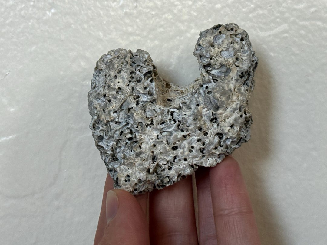 1oz Natural Pacific FISSION SEAWORM COLONY Chunk Casing Stone Heart ...