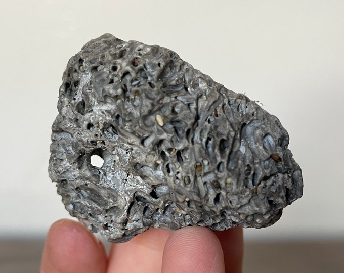 1 Oz Beautiful Pacific FISSION SEAWORM COLONY Chunk Casing Stone W ...