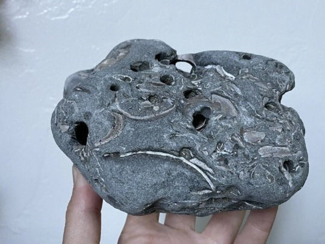 2lb Genuine Holey FOSSIL HAG STONE Natural Indentation Odin Adder ...