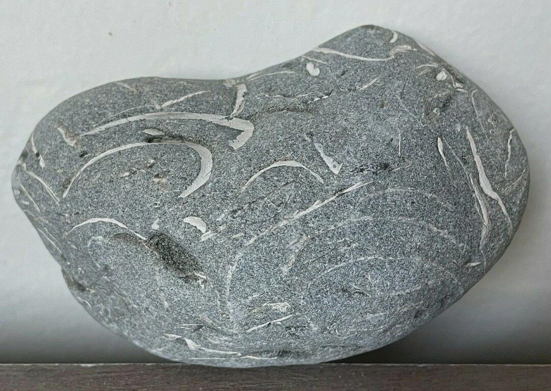 10 Oz Natural SEASHELL FOSSIL STONE Heavy Sea Shell Presence Fossilized ...