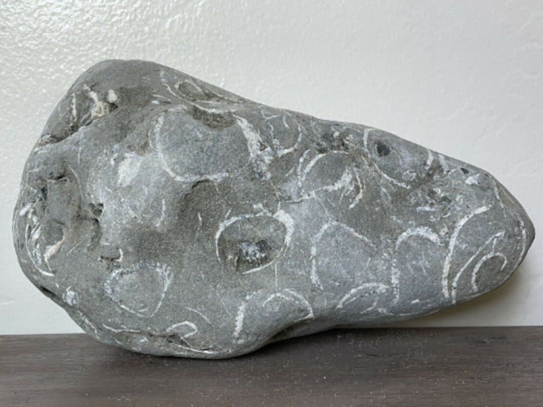 6lb Dense Natural SEASHELL FOSSIL ROCK Packed Embedded Partial Sea ...