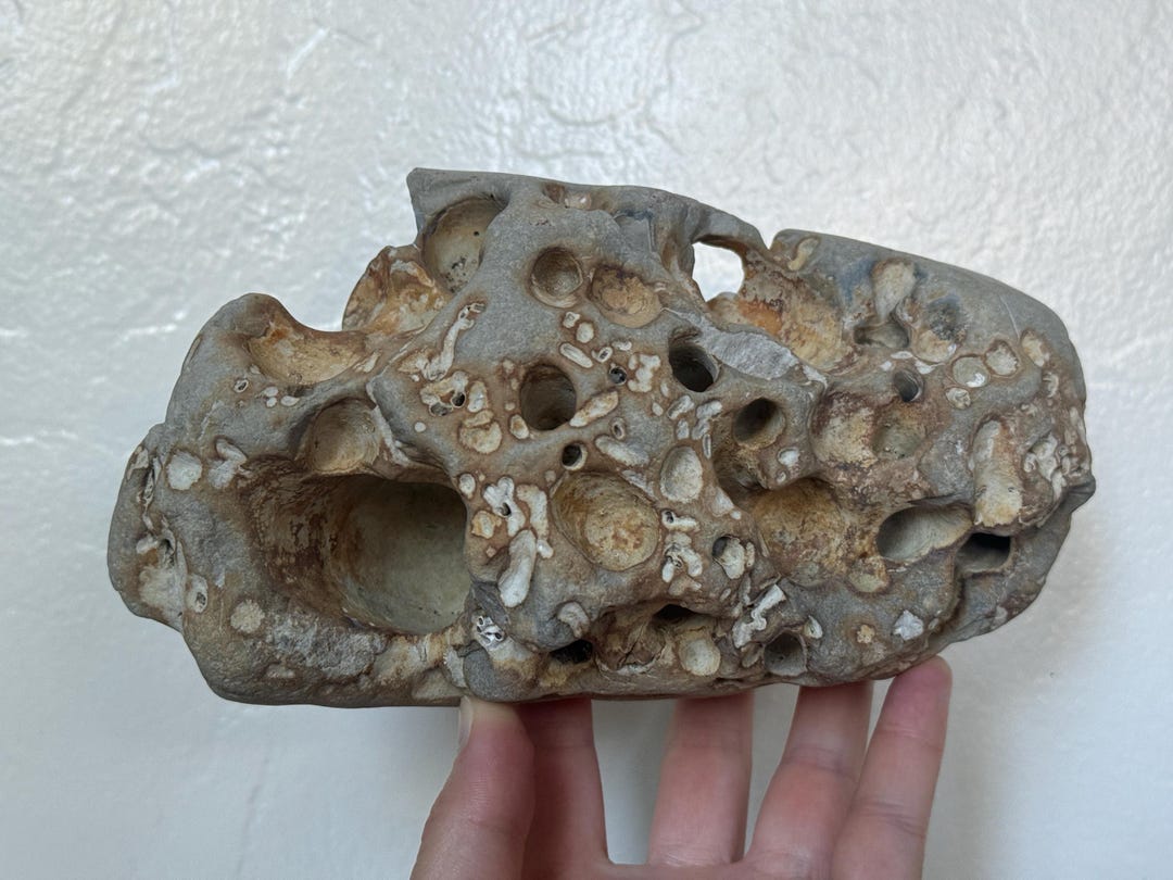 2 Lb Genuine HOLEY HAG STONE Indent Hole Rock Ocean Beach Pebble Faerie ...