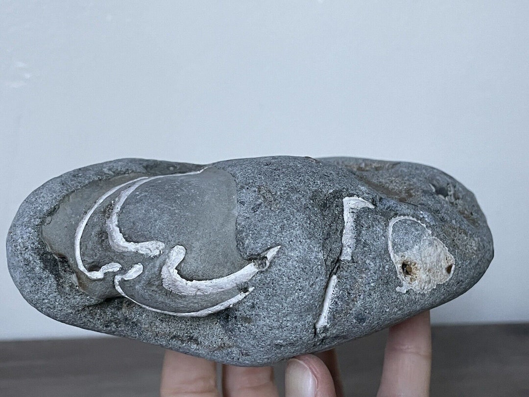 1lb Genuine Natural Half HEART STAMP FOSSIL Stone Packed Personality ...