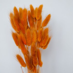 Burnt Orange Dried Lagurus Grass / Bunny Tail Grass / Dried Flowers ...