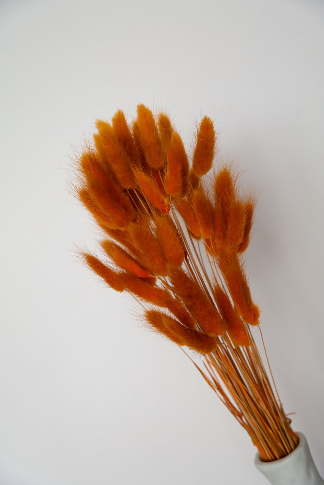 Burnt Orange Dried Lagurus Grass / Bunny Tail Grass / Dried Flowers ...