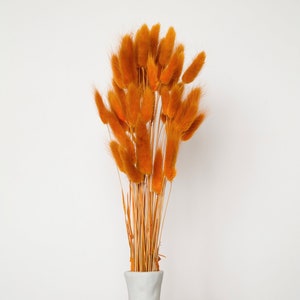 Burnt Orange Dried Lagurus Grass / Bunny Tail Grass / Dried Flowers ...