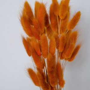 Burnt Orange Dried Lagurus Grass / Bunny Tail Grass / Dried Flowers ...