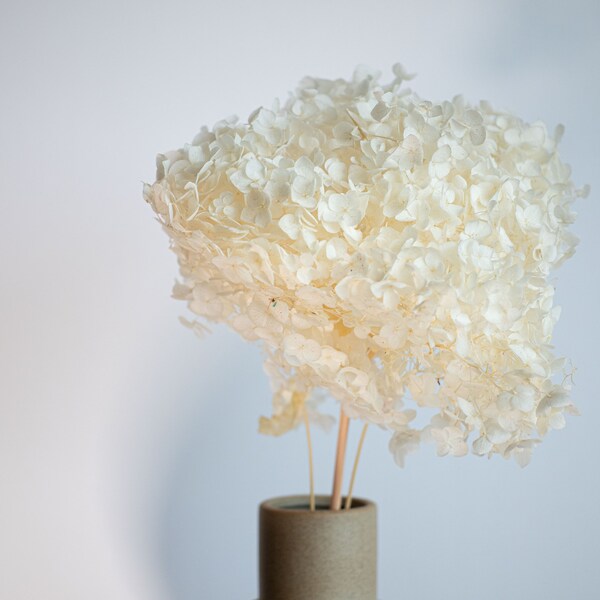 Preserved Hydrangea - Etsy