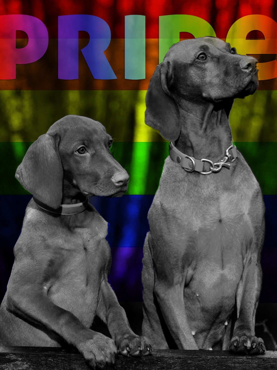 2 Dogs Pride Flag Rainbow Artwork Home Decor 11x17 18x24 Digital Files ...