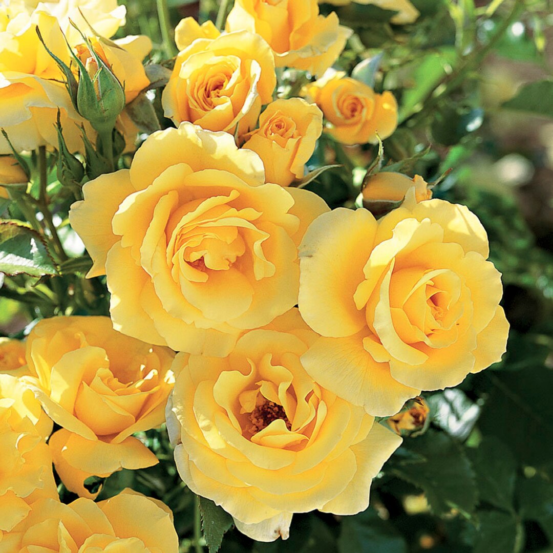 LIVE sun Flare Perennial Rose Bush Shrub FREE SHIPPING - Etsy