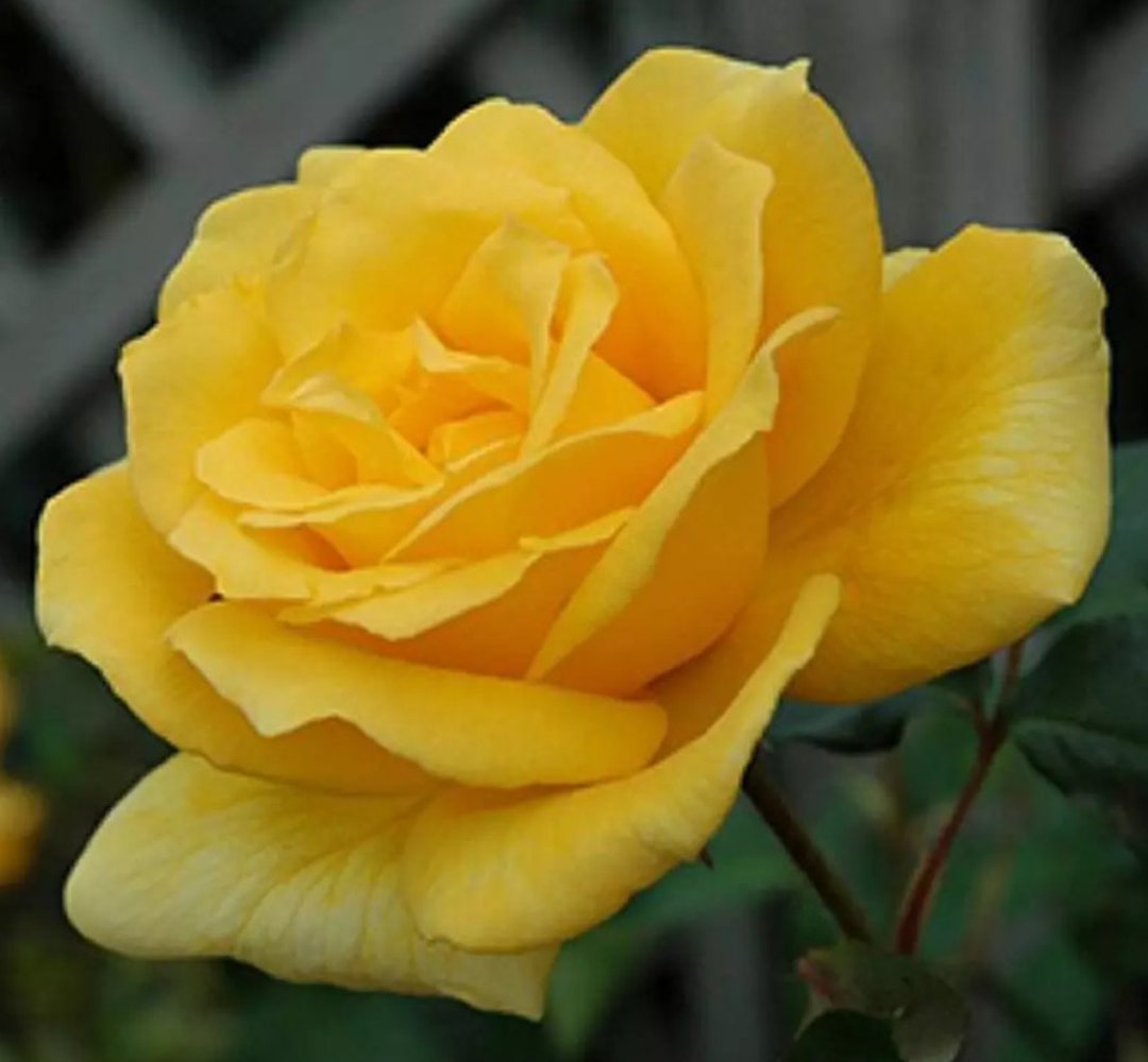 LIVE climbing Royal Gold Perennial Rose Bush Shrub FREE SHIPPING - Etsy